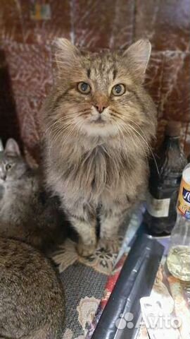 Котик кастрированный