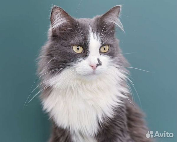 Идеальная домашняя кошечка в дар