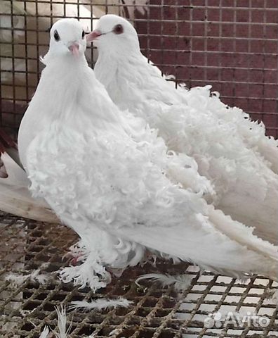 Декоративные кучерявые голуби