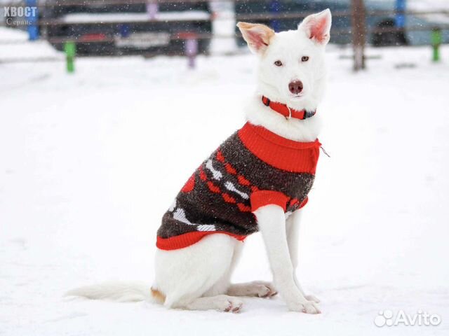 Белоснежная собачка Ариша, щенок 7 месяцев. Привез