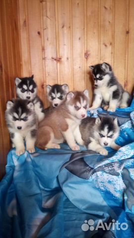 Хасята - девочки и мальчики