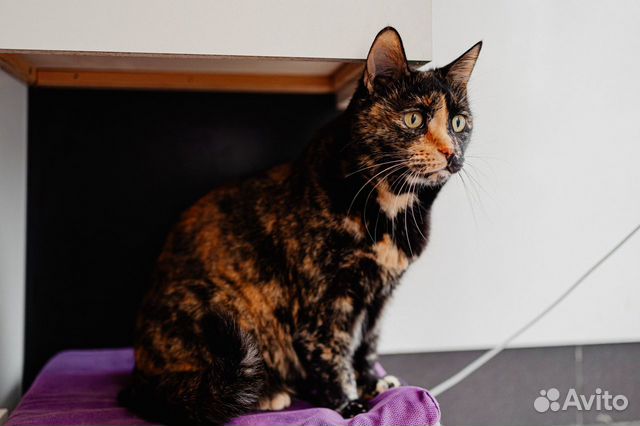 Корица не кошечка, а загляденье ищет дом