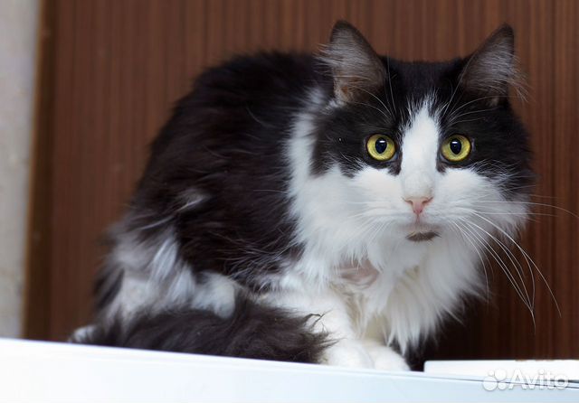 Алиса ищет дом