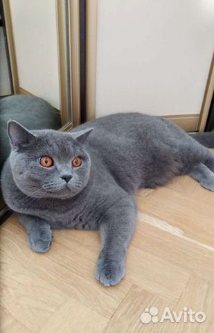 Шотландский голубой гладкошерстный кот