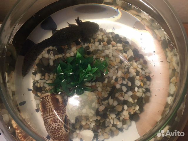 Аксолот и аквариум