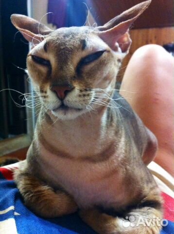 Донской сфинкс котята