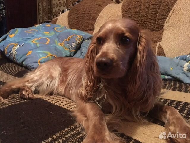 Собака(Спаниель) вязка