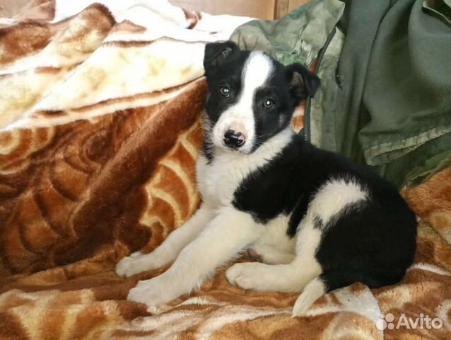 Щенки 3 месяца - девочки