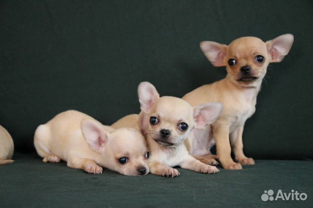 Щенки чихуахуа,девочки и мальчики