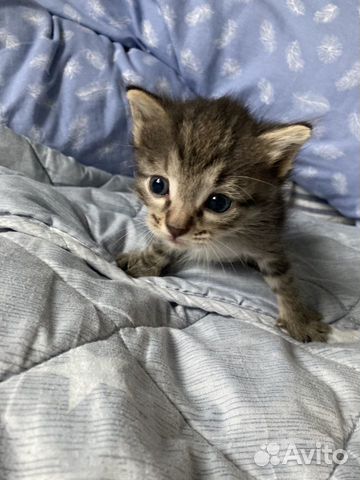 Котята сибирские
