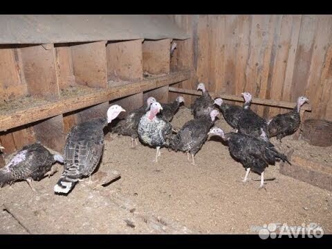 Индюки домашние индоутки