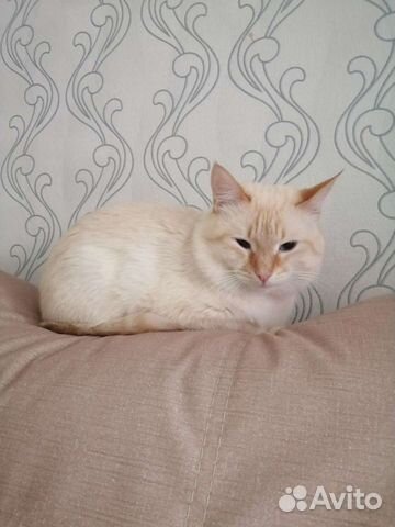 Смесь сиамской и дворняги