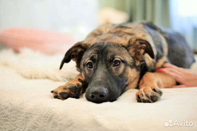 Щенок в добрые руки девочка