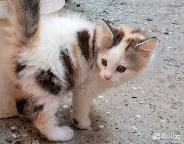 Малышка ищет дом