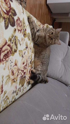 Кошка на вязку