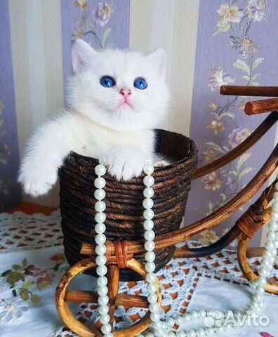 Роскошный котик серебристой шиншиллы