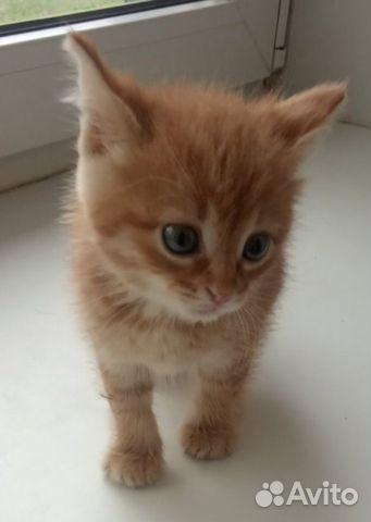 Котёнок Рыжее Солнышко