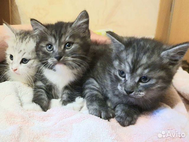 Котята редких окрасов, 1 мес