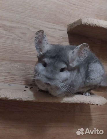 Шиншилла гетеробежевая девочка 6 лет