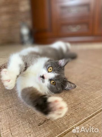 Мышка 5 месяцев в добрые руки