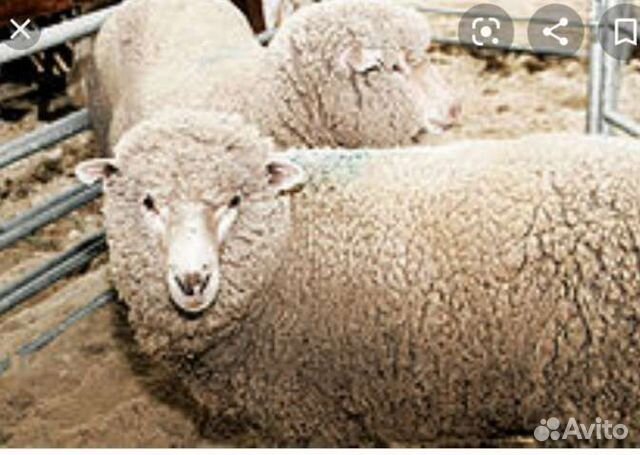 Продаётся шерсть