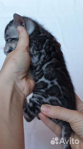 Бенгальские котята (золото, серебро, снег)