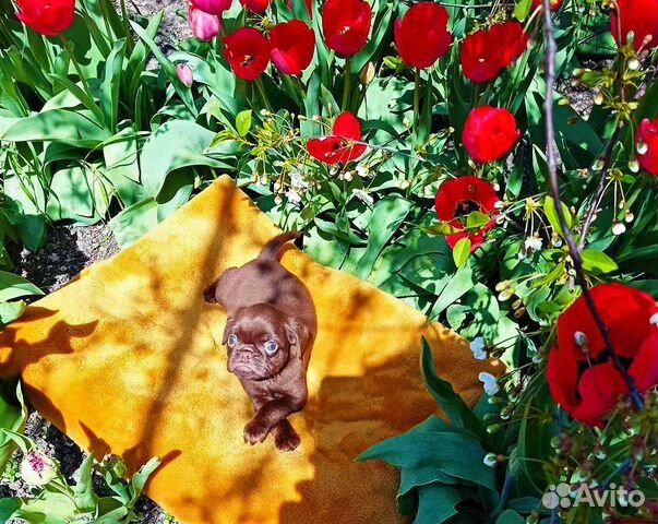 Шоколадный мальчик пти брабансона