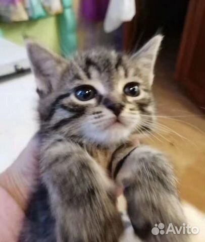 Милый котенок