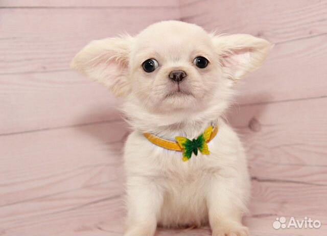 Белый мишка