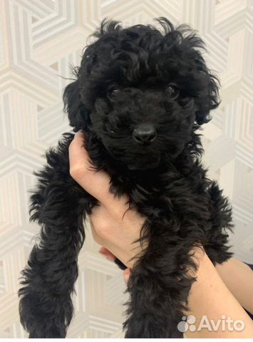 Щенки Той-Пудель