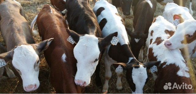 Телята бычки и тёлочки