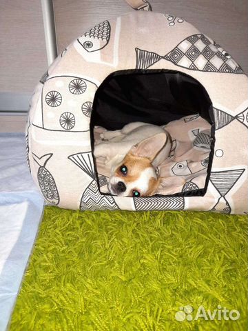 Чихуахуа мини