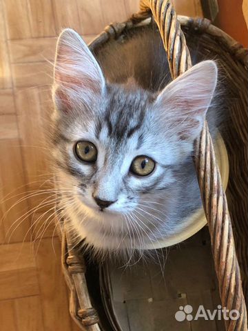 Котенок в добрые руки