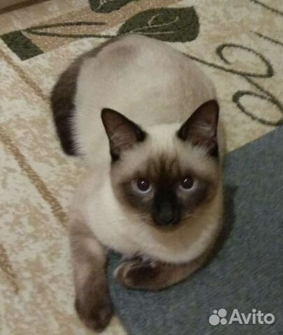 Котик Сиам Сиамович