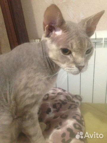 Котик кастрированный