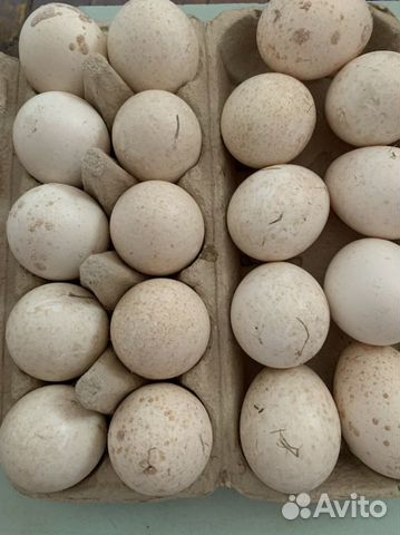 Инкубационное яйцо индейки, белая и бронзовая широ