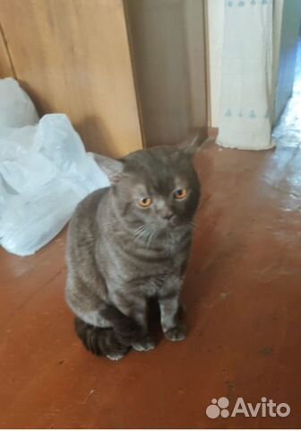 Ищем хозяина коту-британцу