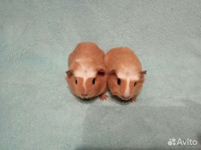 Морские свинки девочки американские крестеды