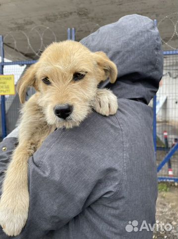 Щенок бородатик ищет дом