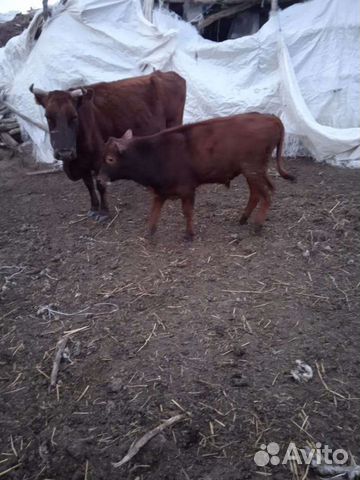 Корова дойная