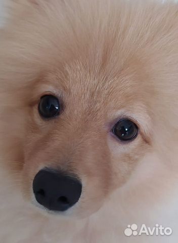 Шпиц 7 месяцев