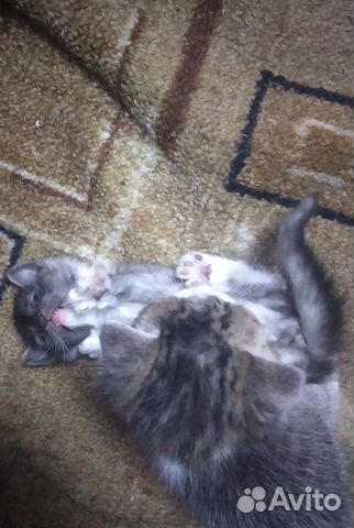 Котята в добрые руки бесплатно
