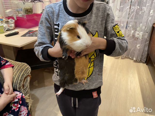 Морская свинка