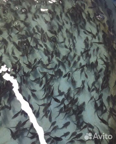 Мальки бестера