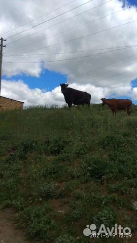 Продам корову не дойную