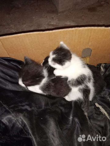 Котята