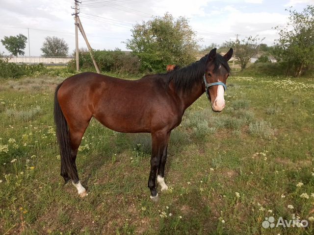 Чистокровная-верховая