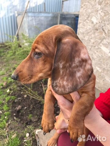 Мраморный красавчик