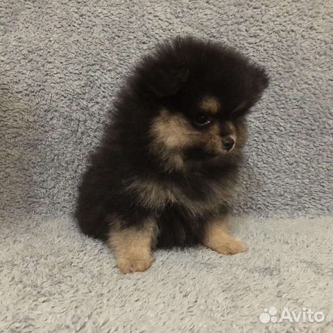 Померанский шпиц