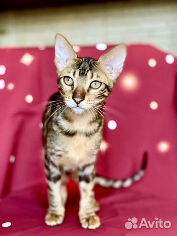 Котенок саванна